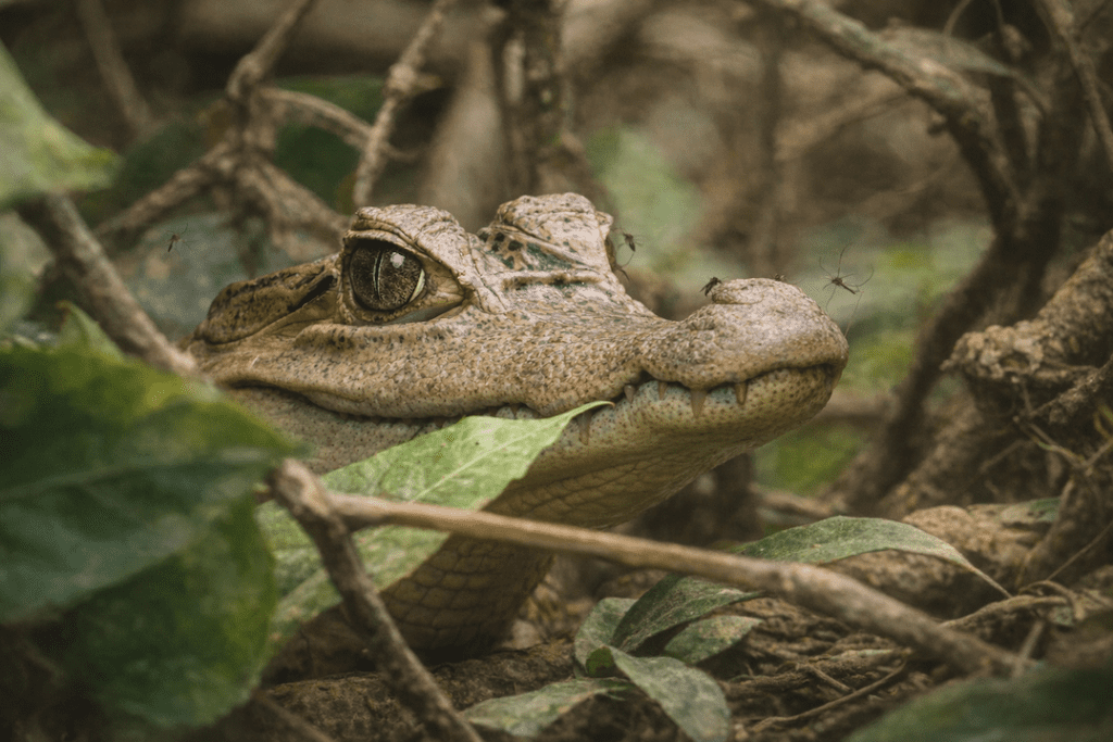 Cuyabeno 3-Day Tour | Tucán Lodge Cuyabeno | Amazon Tours